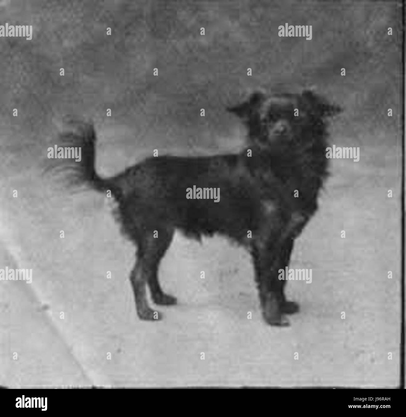 Breed variety Black and White Stock Photos & Images - Alamy