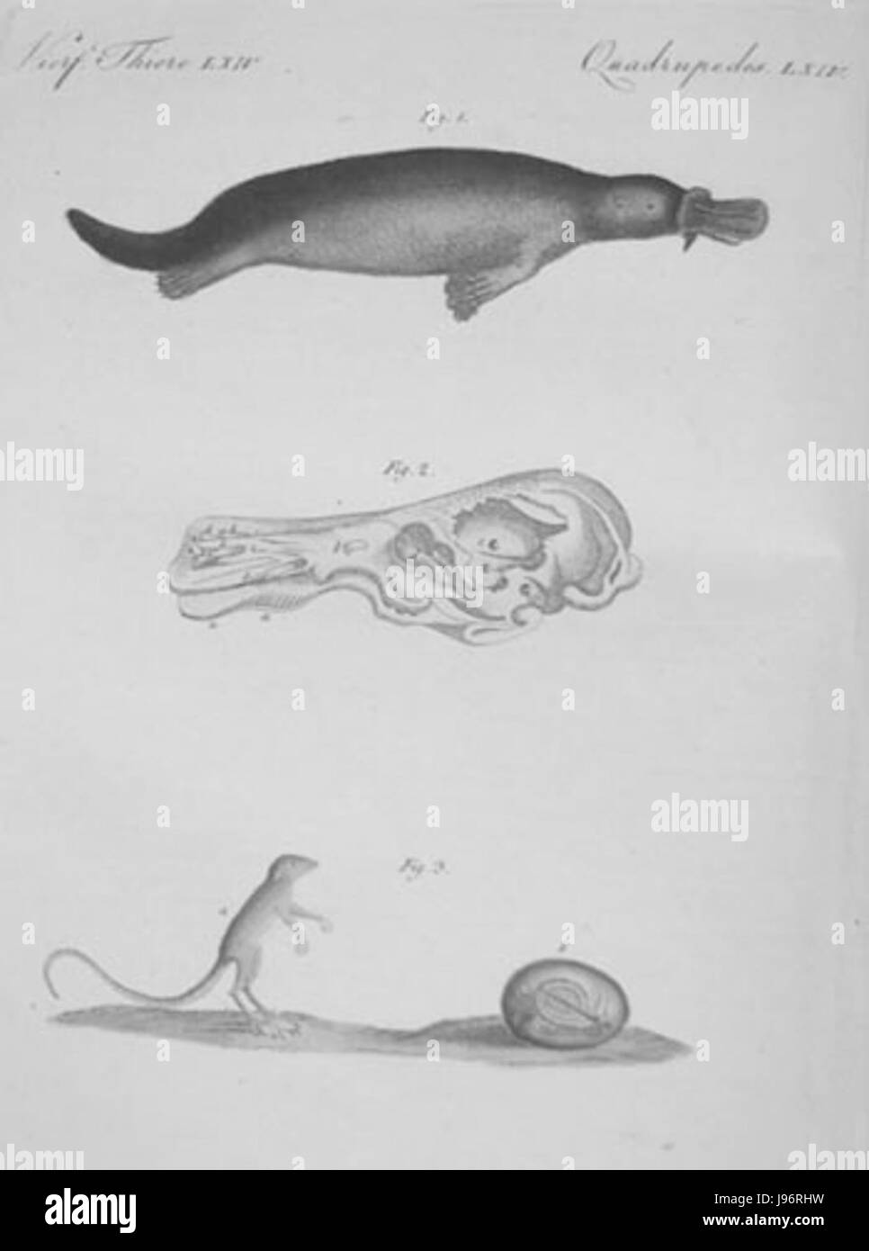 Platypus reproduction hi-res stock photography and images - Alamy