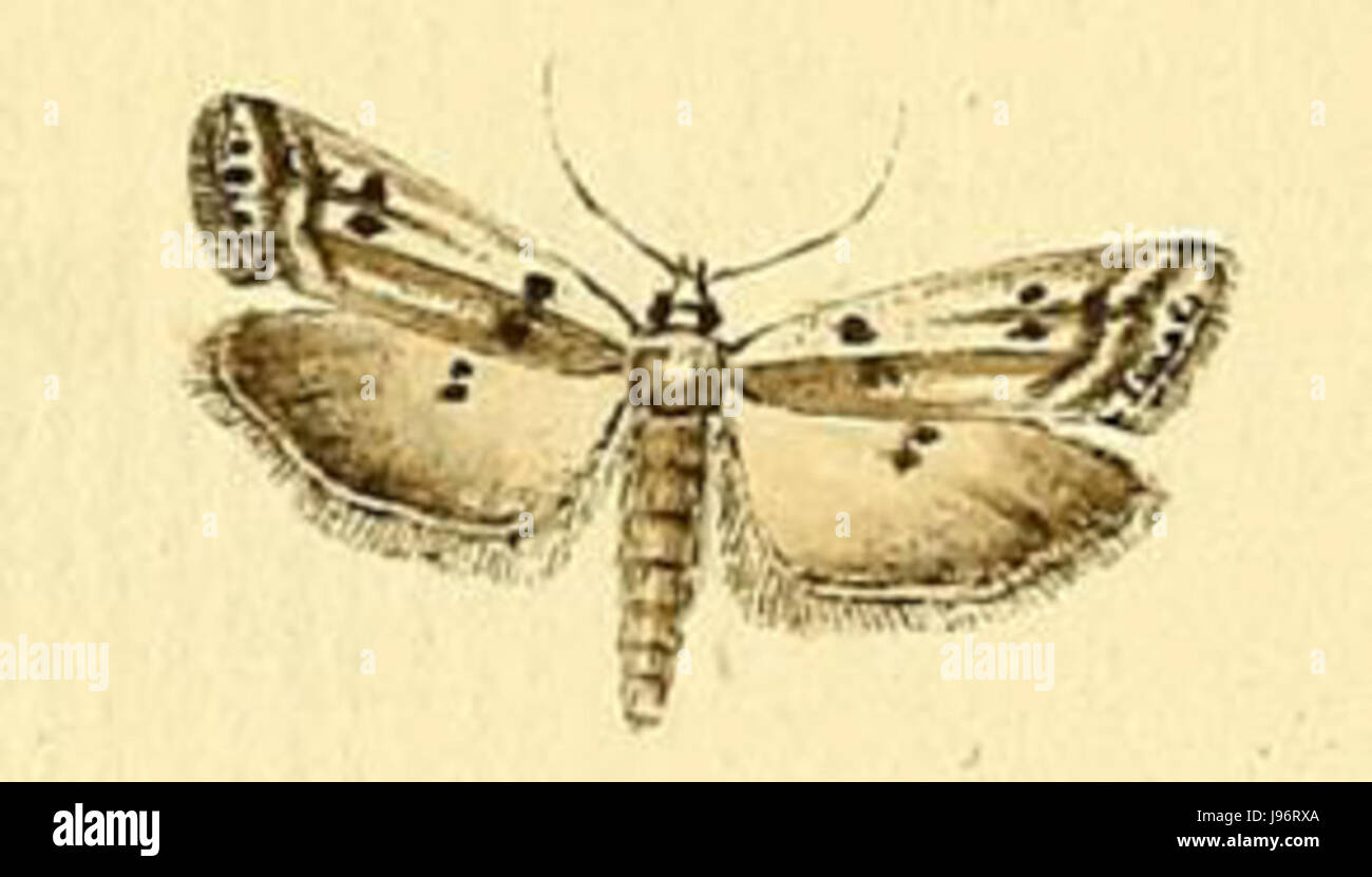 Phycitodes hi-res stock photography and images - Alamy