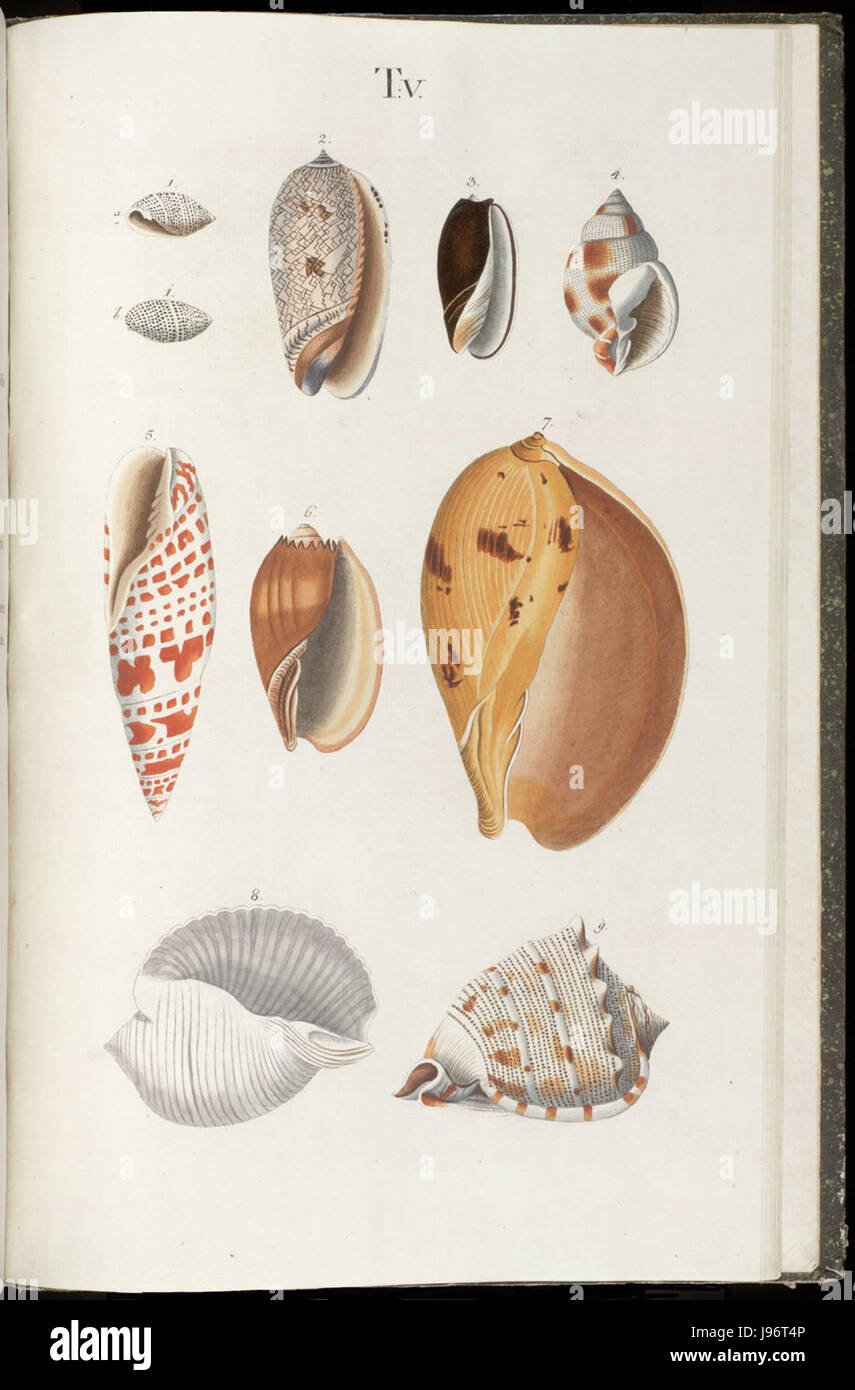 Prodromus in systema historicum testaceorum Tafel 05 Stock Photo - Alamy