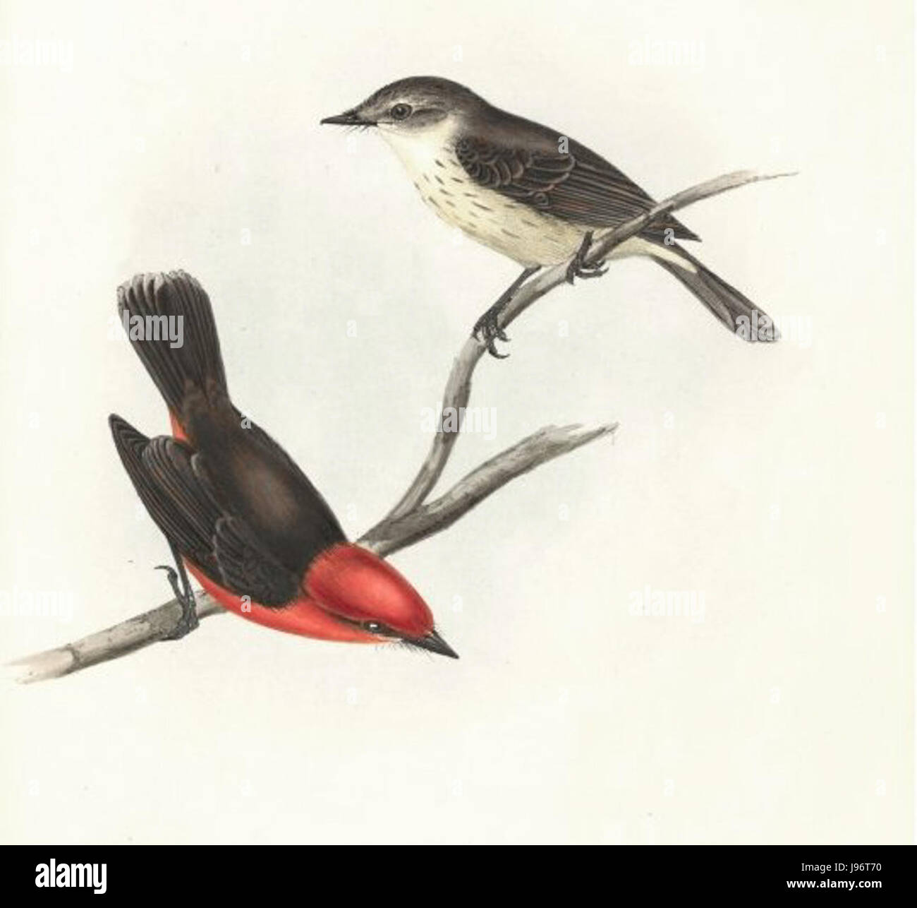 Pyrocephalus rubinus nanus Stock Photo - Alamy