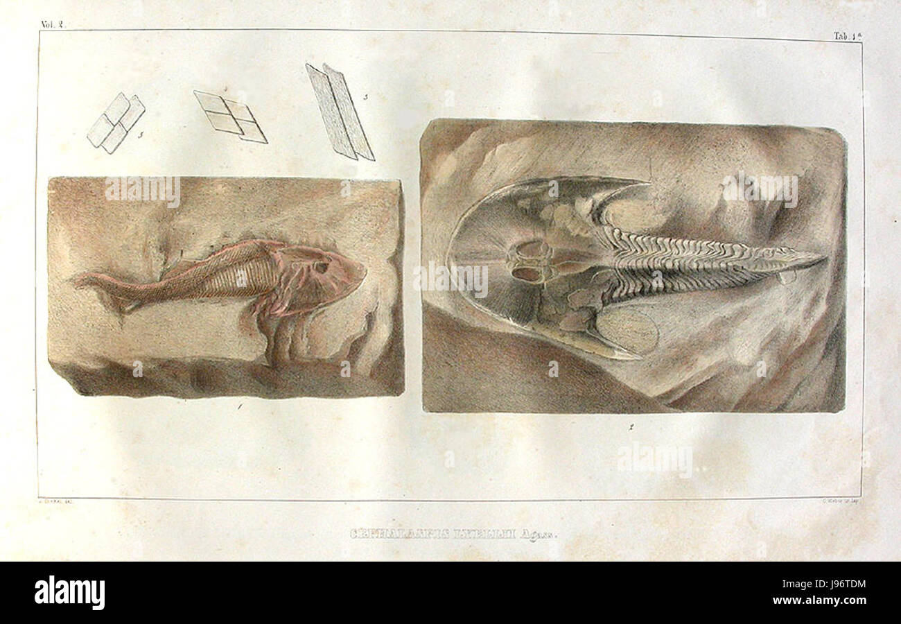 Fossil of jawless fish hi-res stock photography and images - Alamy