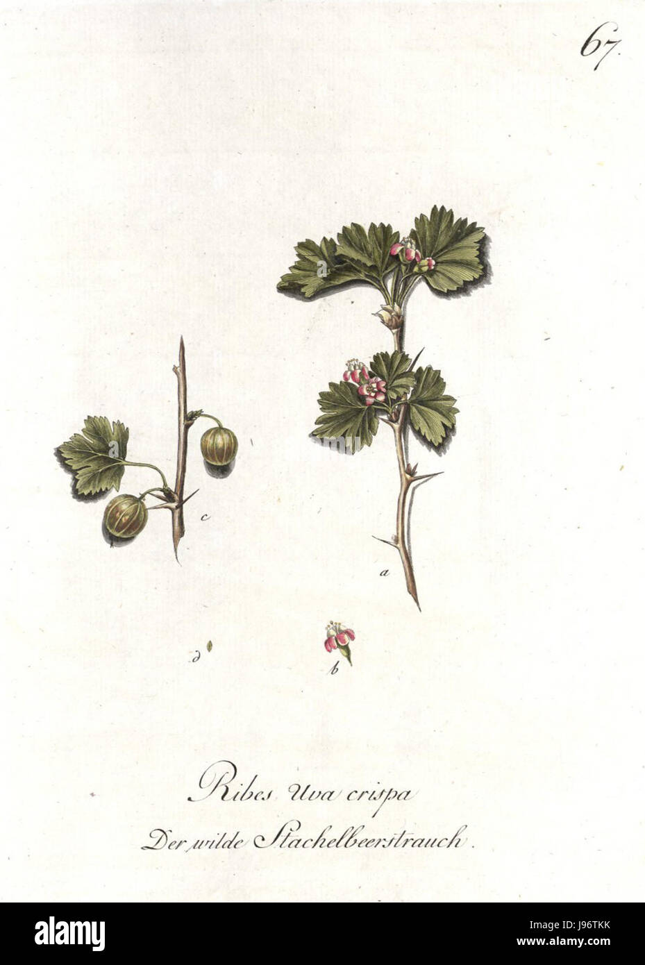 Reitter abel hi-res stock photography and images - Alamy