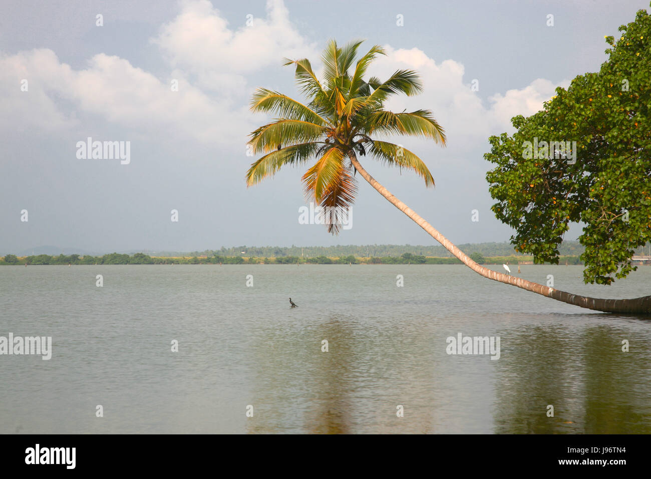 blue, travel, culture, colour, tree, trees, wild, india, palms, exotic ...