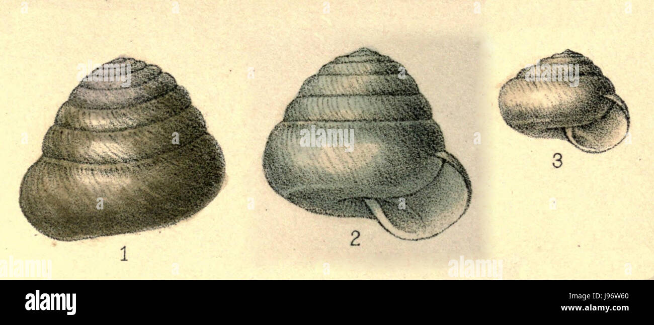 Sagda alligans shell Stock Photo - Alamy