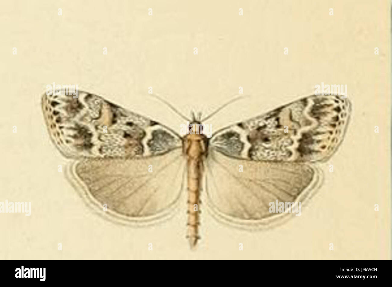 Scoparia staudingeralis is a species of moth from the Crambidae family ...