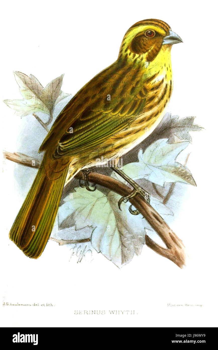 Serinus whytii, commonly known as Whyte's canary, was illustrated by ...