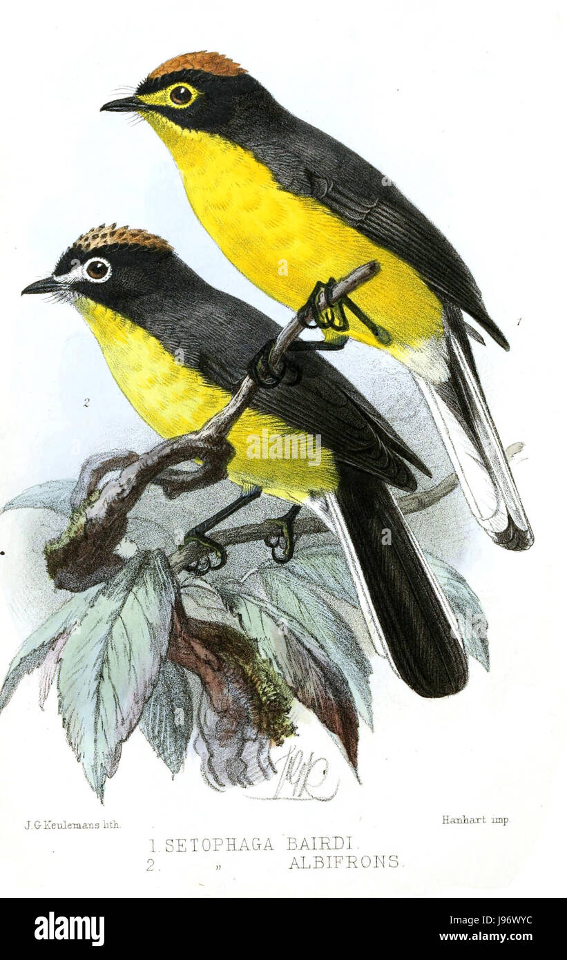 Breeding birds of north america Cut Out Stock Images & Pictures - Alamy