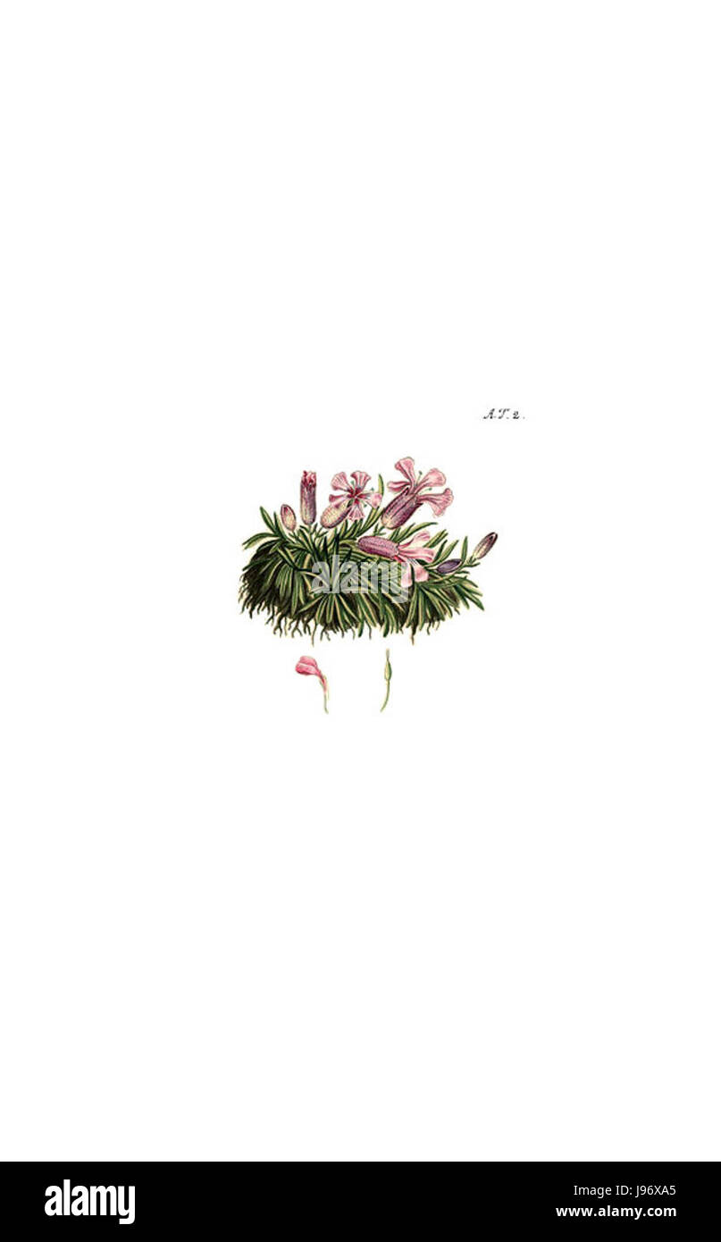 Dwarf alpine Cut Out Stock Images & Pictures - Alamy