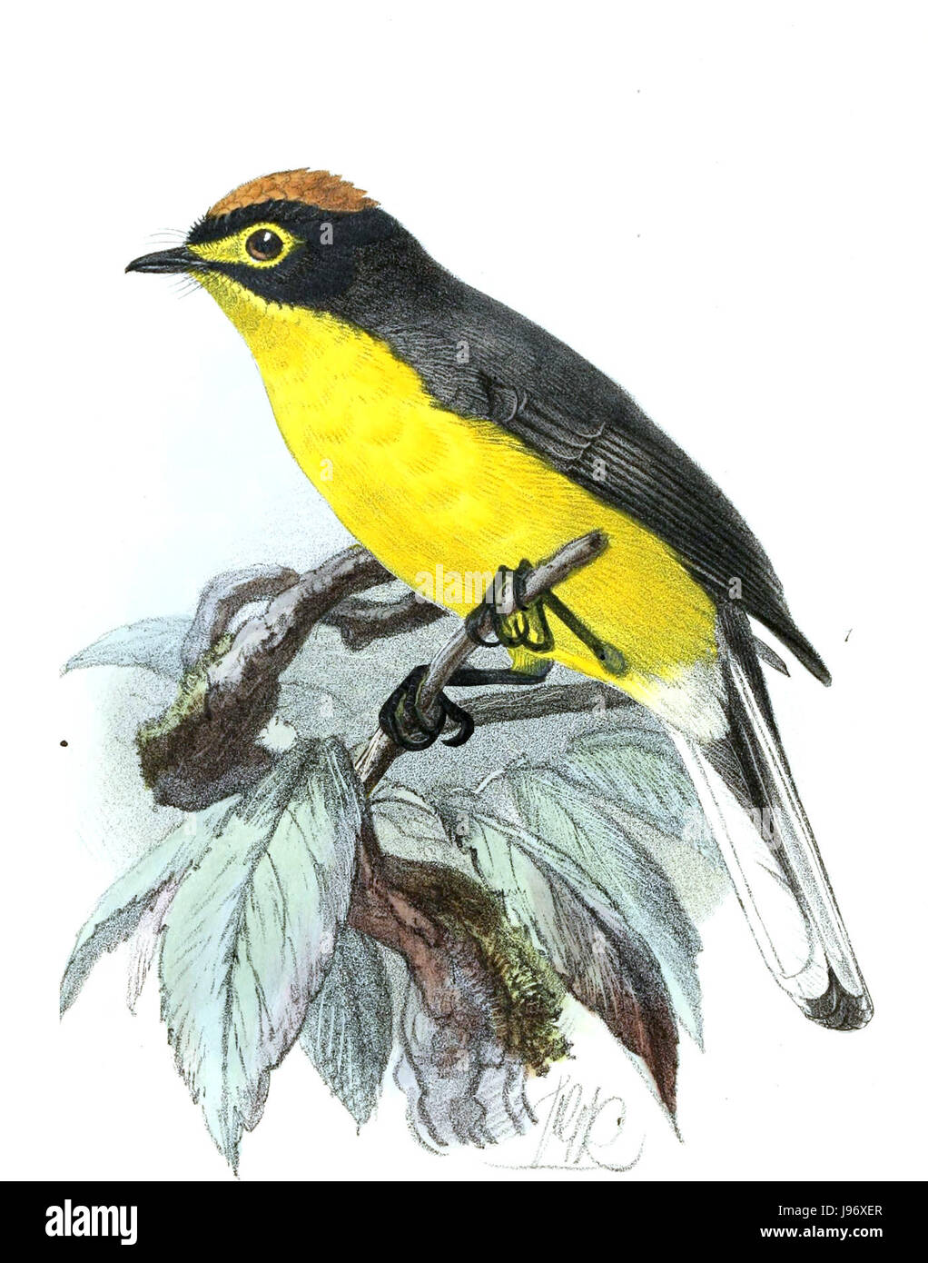 Setophaga bairdi Keulemans Stock Photo - Alamy