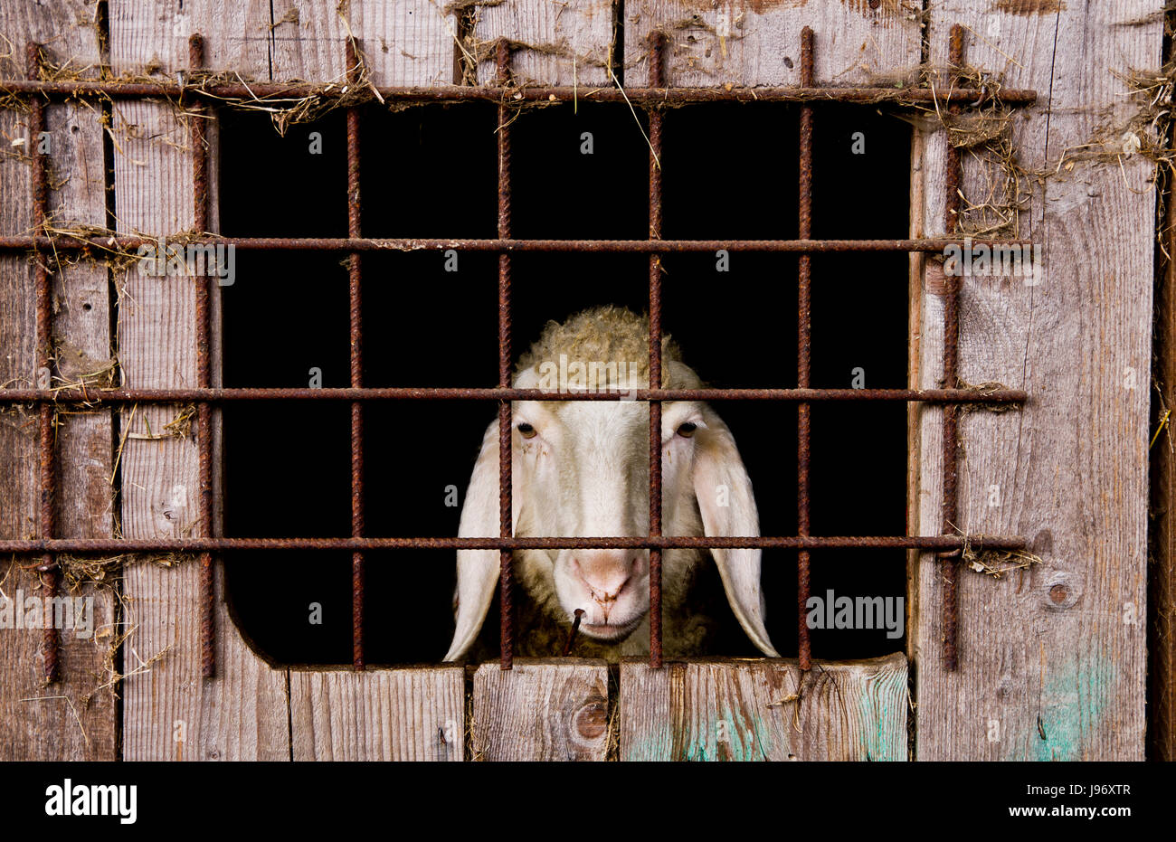 Lairage hi-res stock photography and images - Alamy