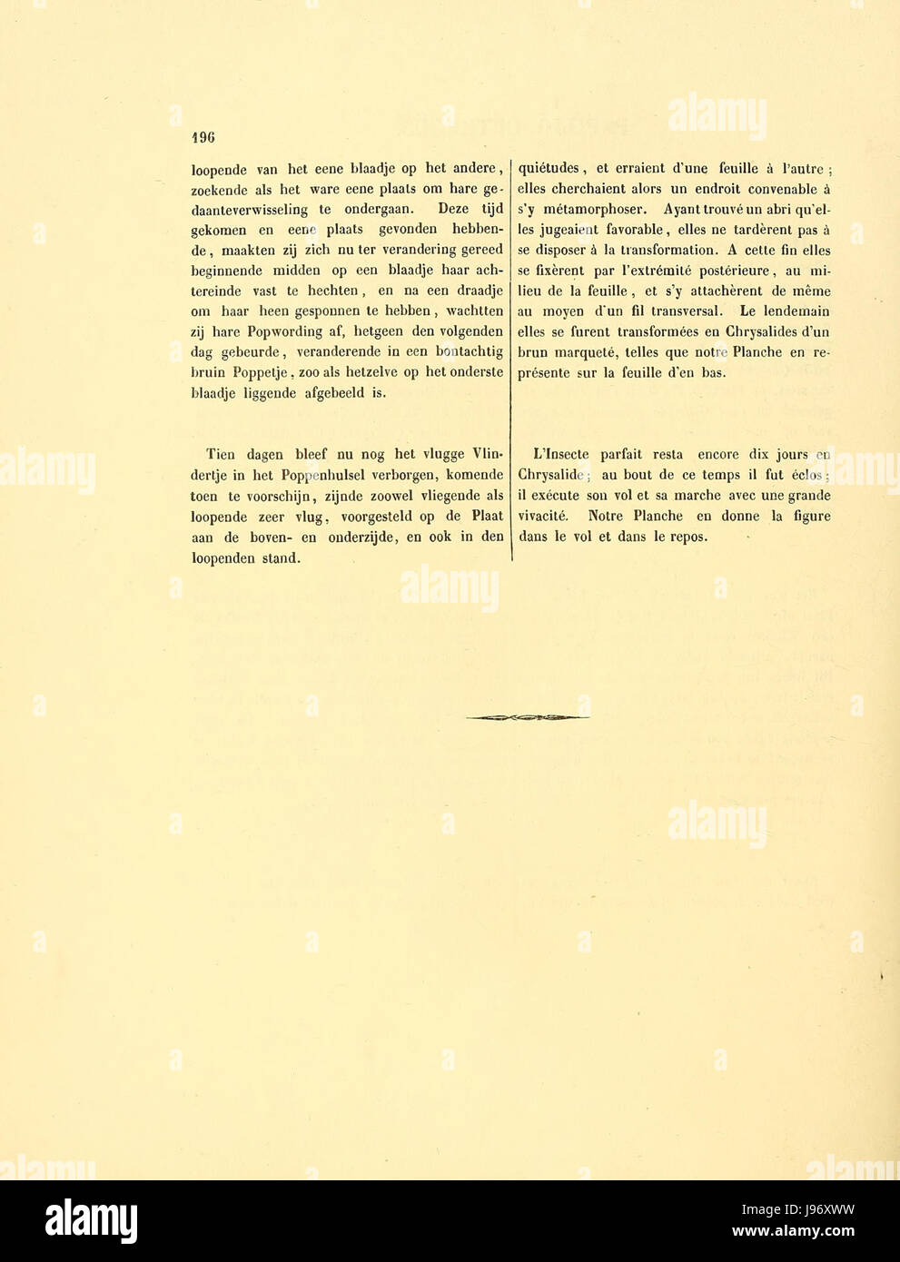 Sepp Surinaamsche vlinders pl 086 text2 descr. as Papilio cethegus Stock Photo - Alamy