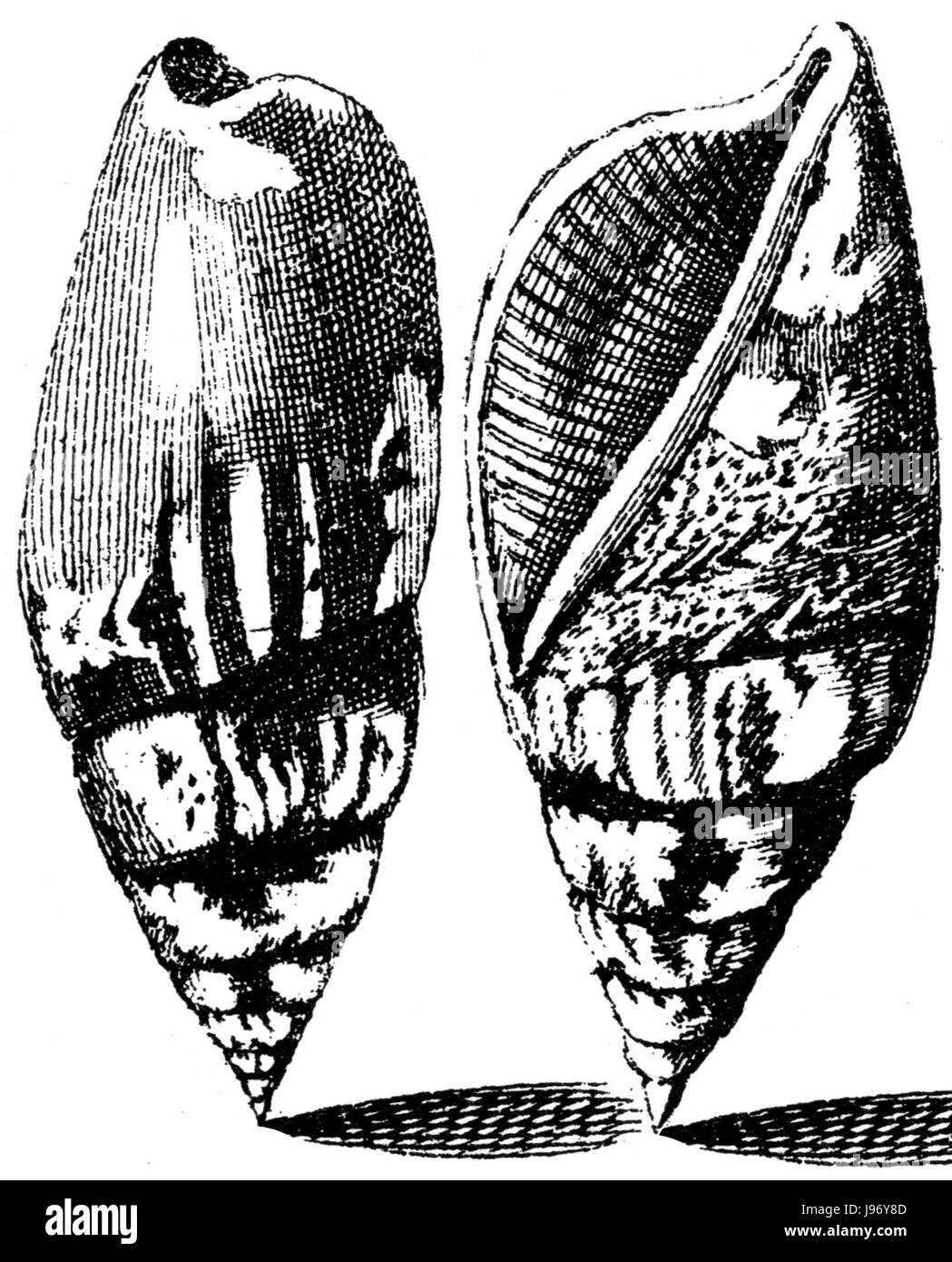 Strombus fragilis 001 Stock Photo - Alamy