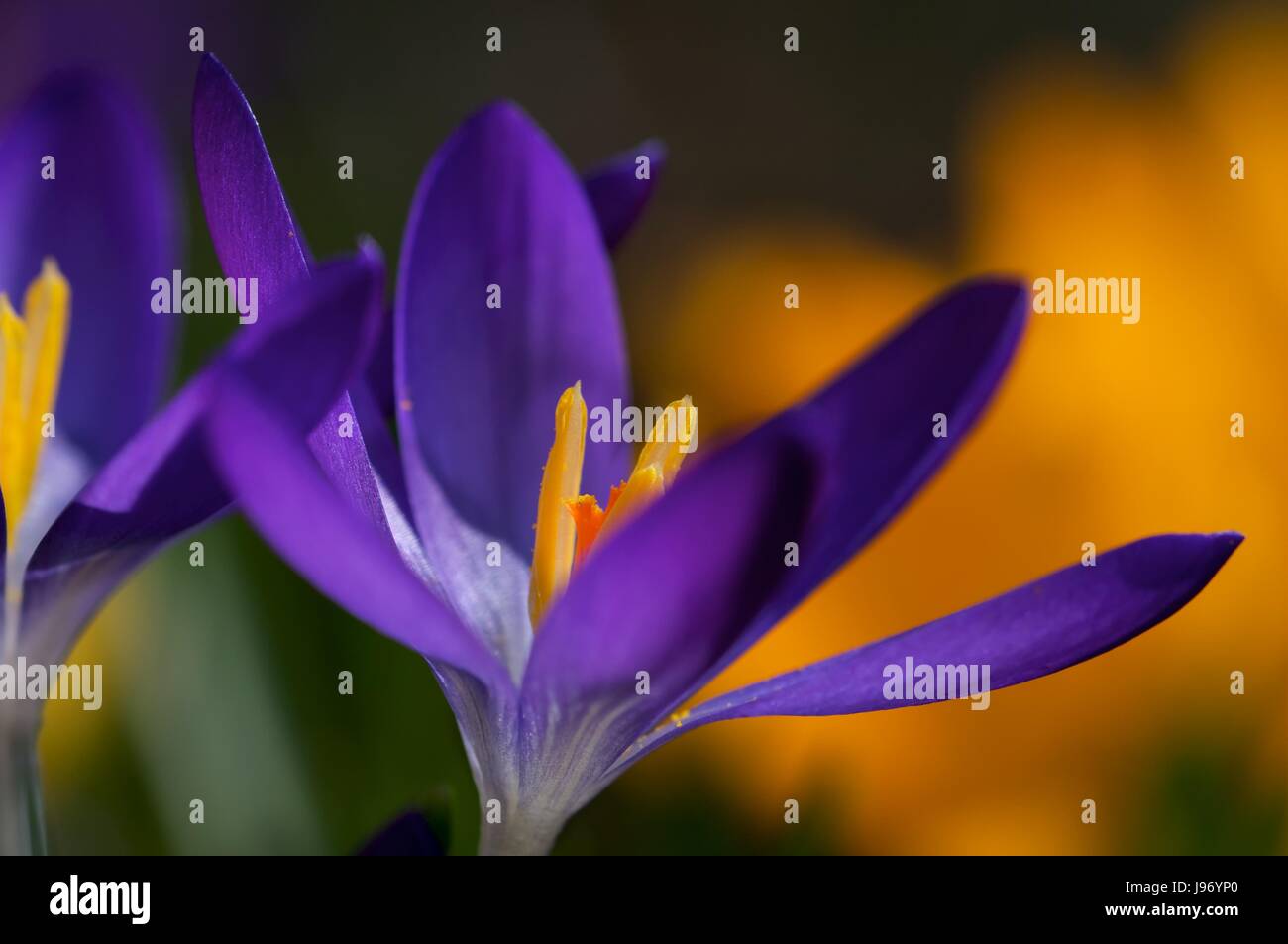 early flowering krokuse Stock Photo - Alamy