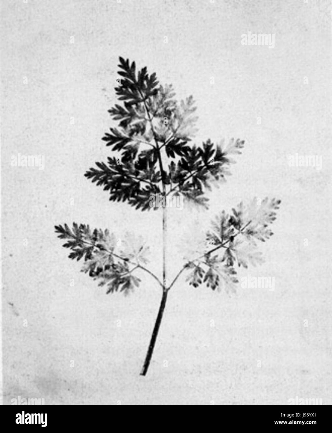 The Talbot Photogenic, developed by William Henry Fox Talbot, is a ...