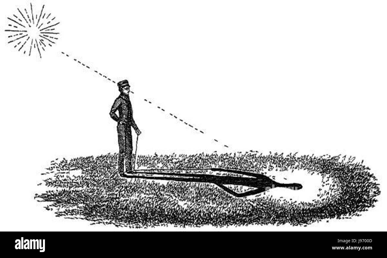 *The Anthelia Ceylon* is a type of plant species indigenous to Sri ...