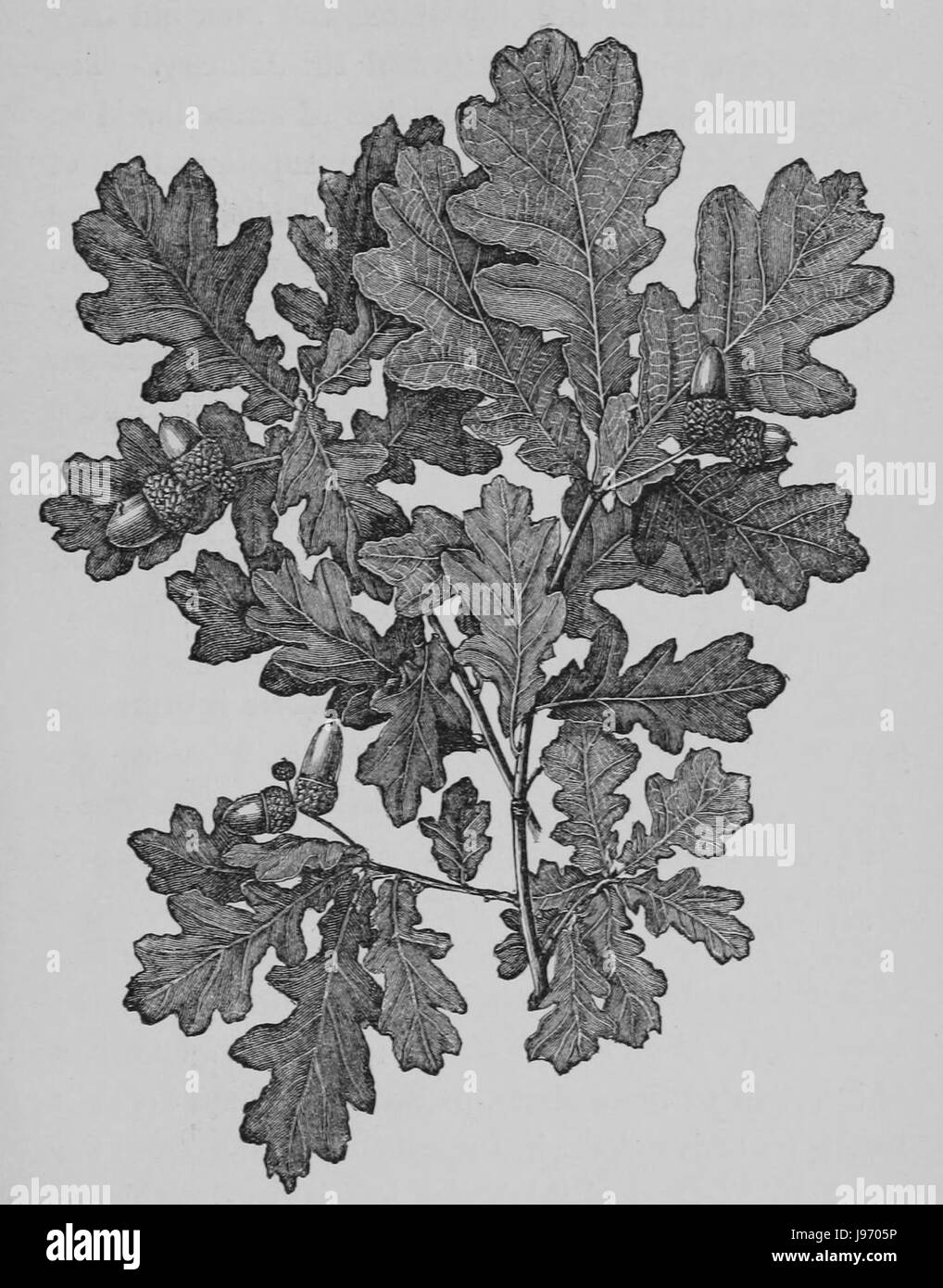 Marshall health Black and White Stock Photos & Images - Alamy