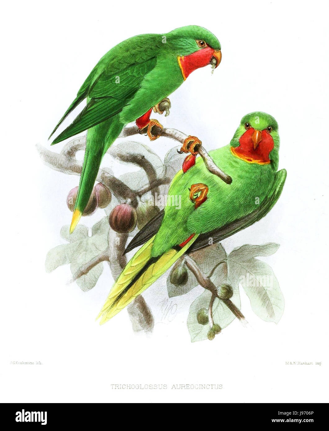 Yellow banded parakeet hi-res stock photography and images - Alamy