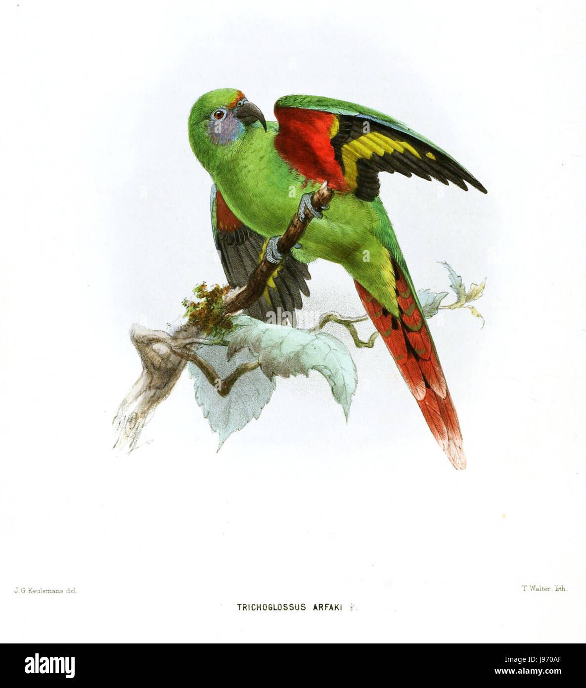 Trichoglossus arfaki, commonly known as Arfak's parrot, is a species of ...
