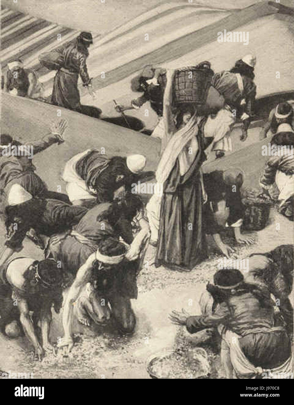 *The Gathering of the Manna* by James Tissot depicts a biblical scene ...