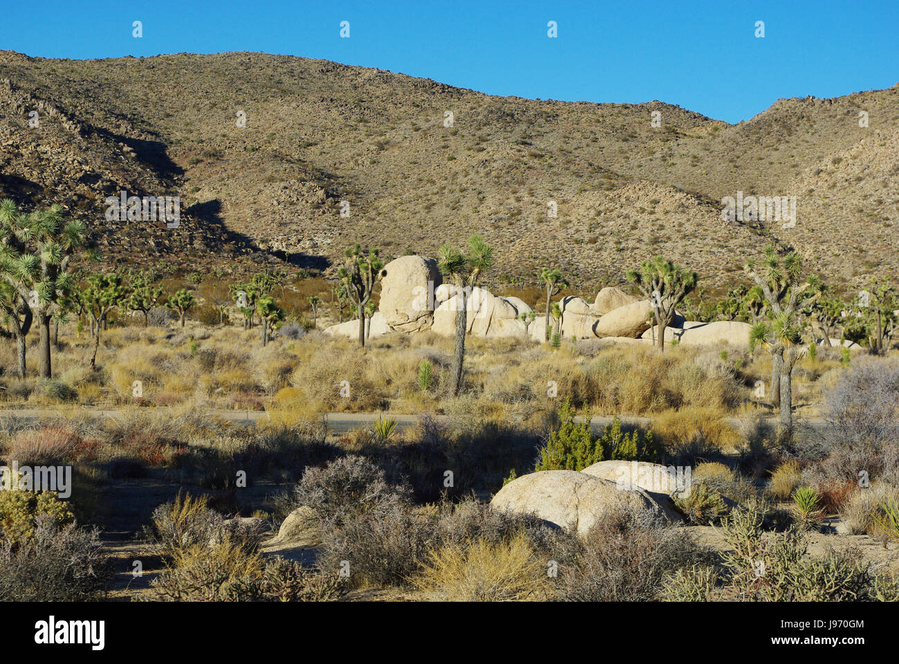 resting giant and joshua trees,joshua tree national park,california ...