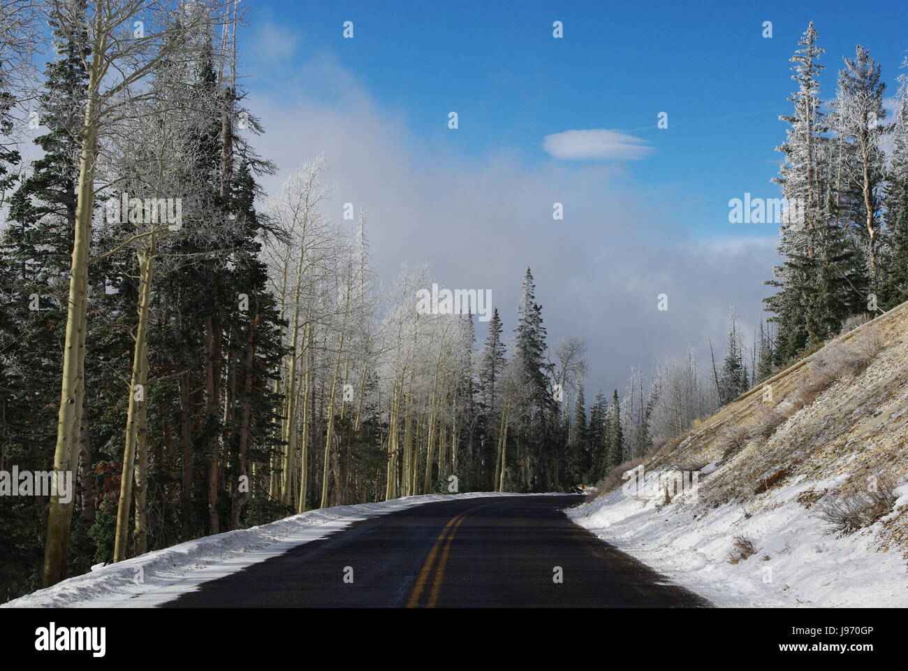 conifer forest, snow, forest, blue, green, cloud, snowy, usa, america ...