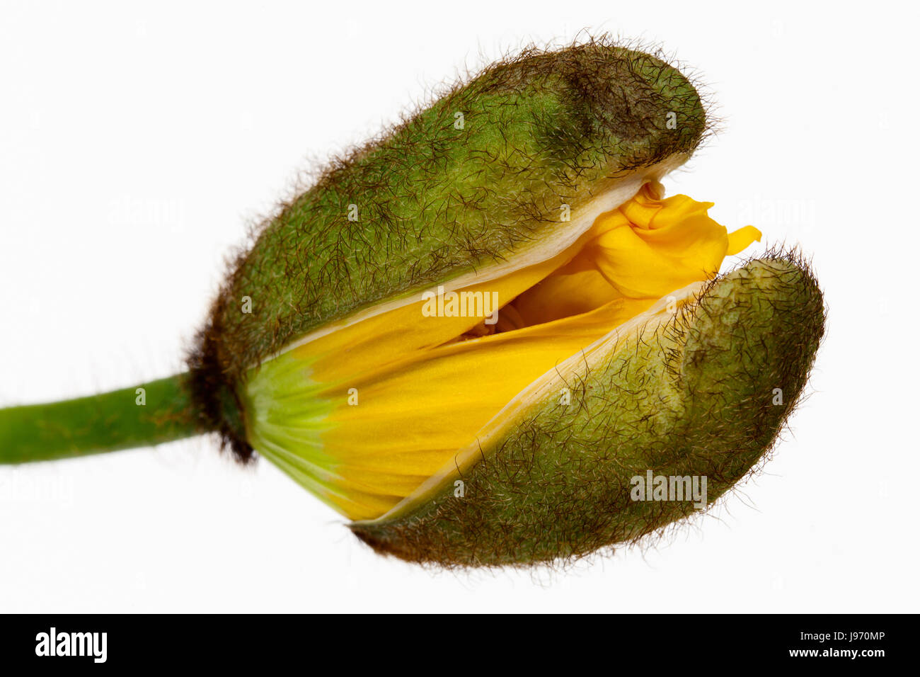 poppy bud isolated Stock Photo - Alamy