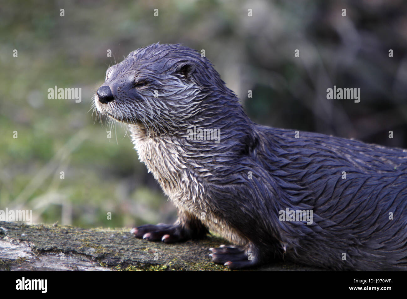 mammal, predator, otter, marten, animal, mammal, skin, predator, otter ...