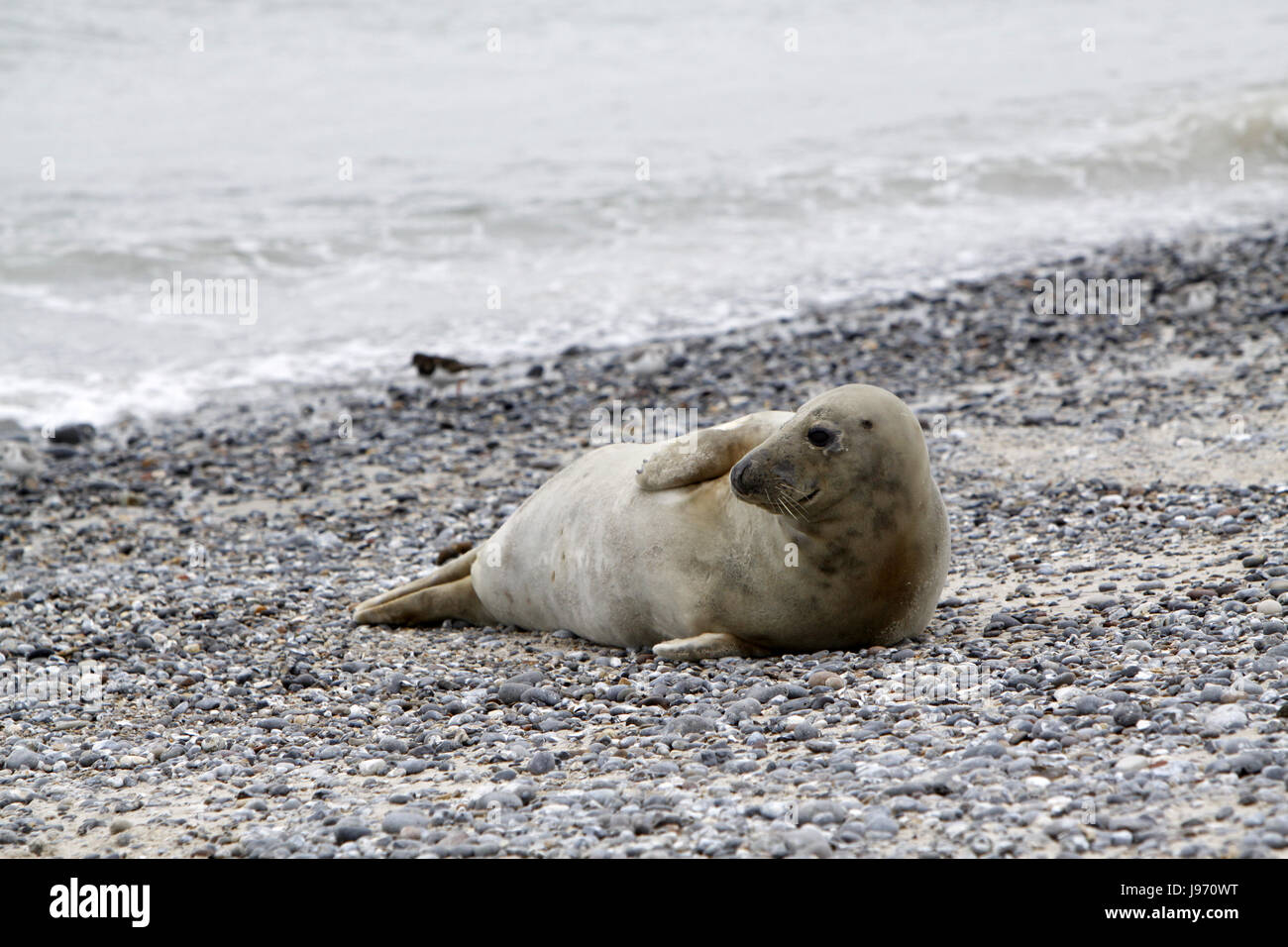 Mammal animals seal crawl animal hi-res stock photography and images ...