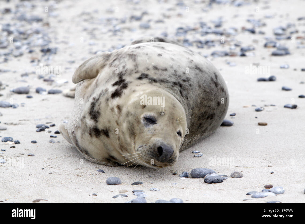 mammal, animals, seal, crawl, animal, mammal, animals, water, north sea ...