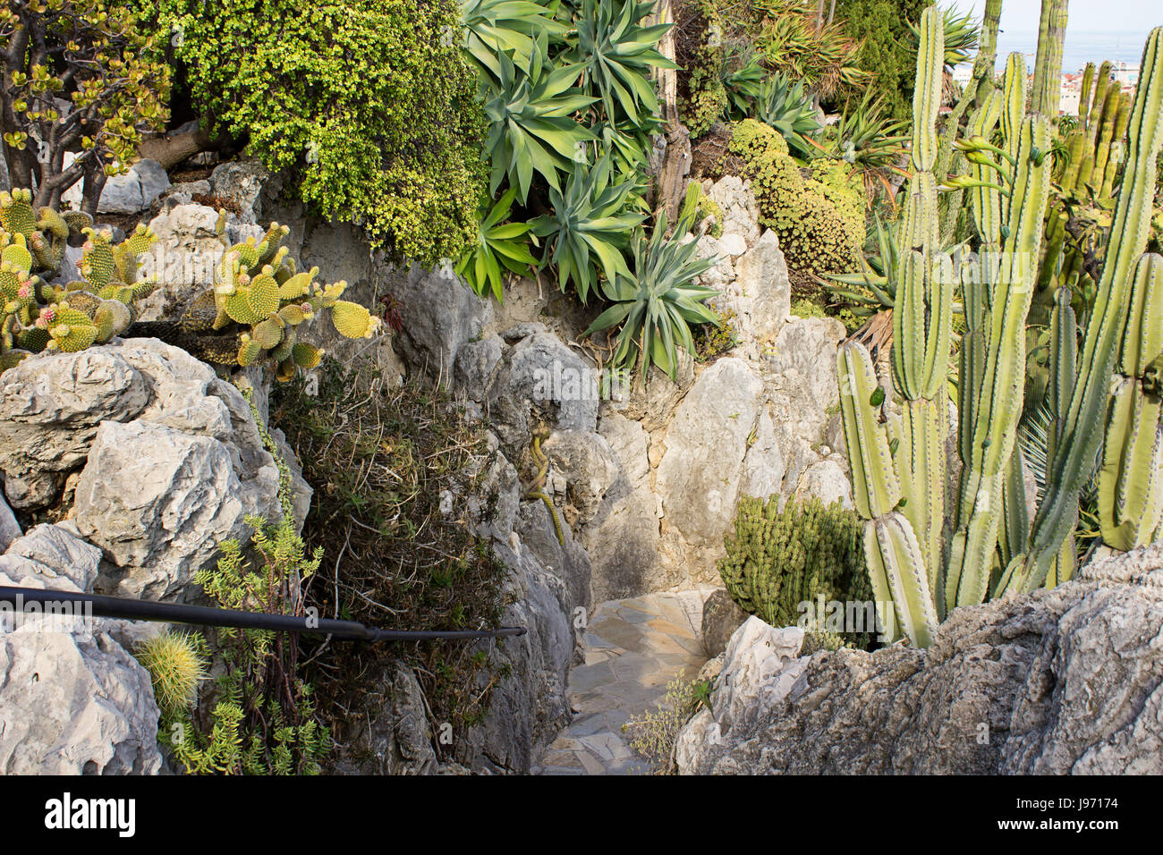 Exotic garden of Monaco, jardins exotique de Monaco: collection of ...