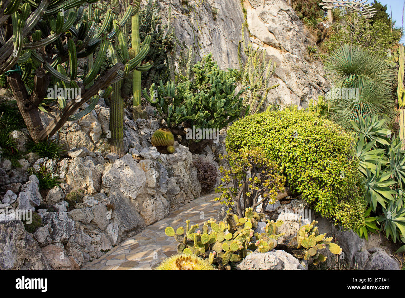 Exotic garden of Monaco, jardins exotique de Monaco: collection of ...