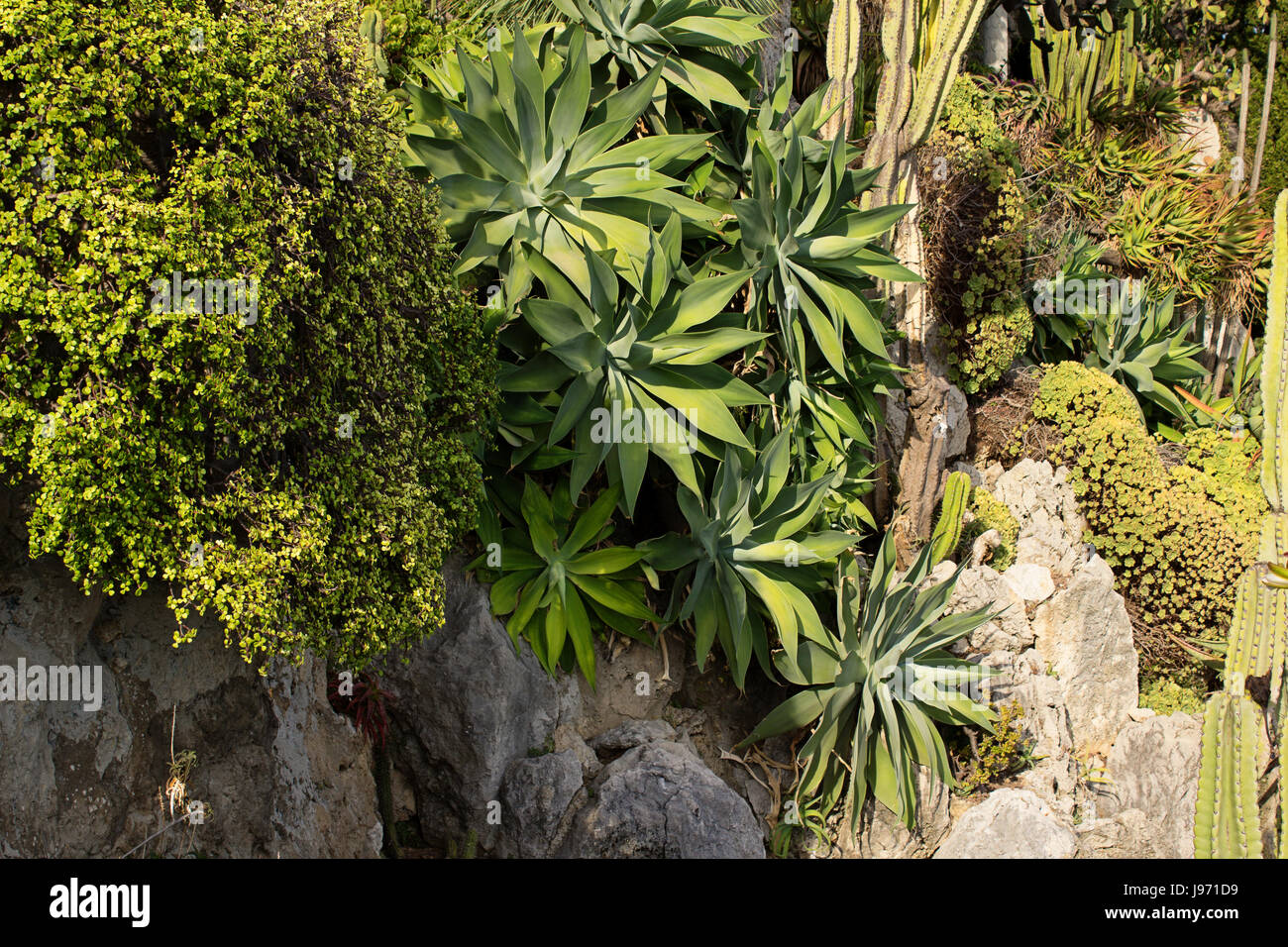 Exotic garden of Monaco, jardins exotique de Monaco: collection of ...