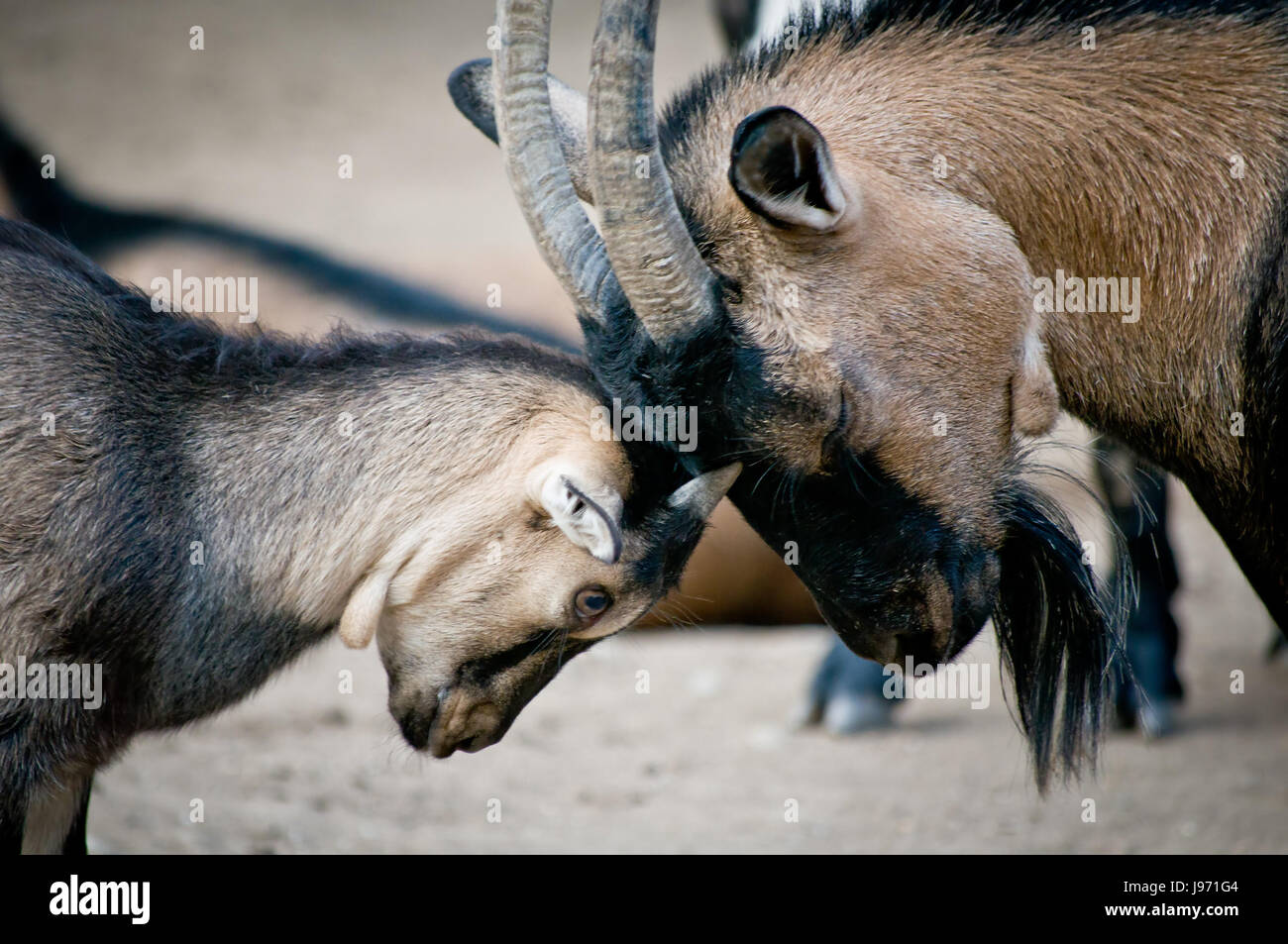 Two goats goat fight fighting hi-res stock photography and images - Alamy