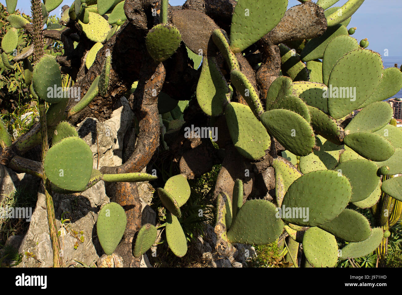 Exotic garden of Monaco, jardins exotique de Monaco: collection of ...