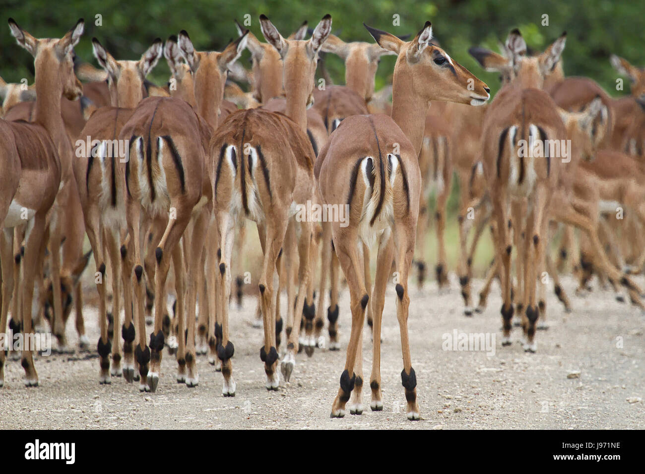 animal, africa, antelope, legs, travel, park, holiday, vacation ...