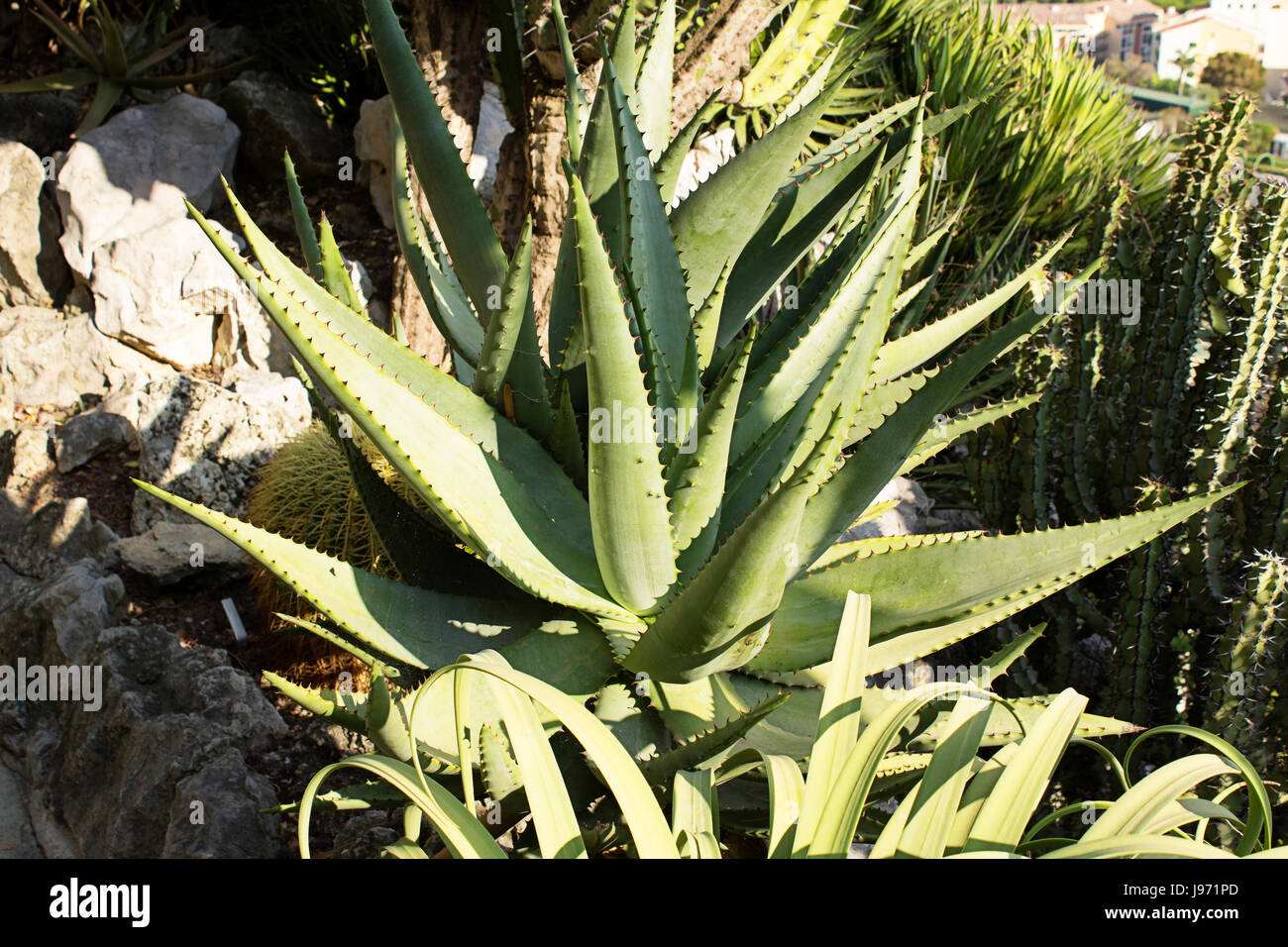 Exotic garden of Monaco, jardins exotique de Monaco: collection of ...