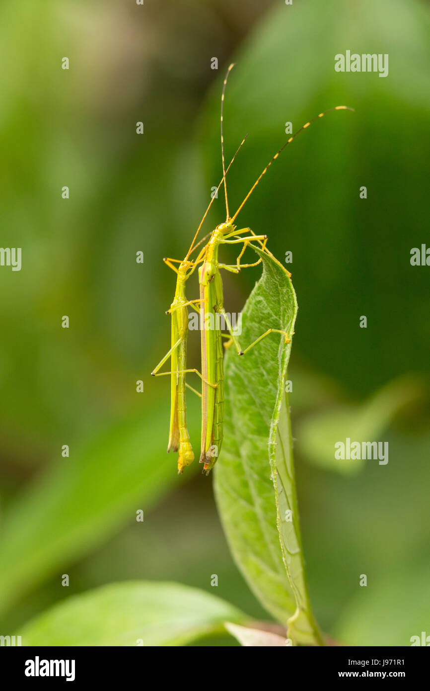 Stick bugs hi-res stock photography and images - Alamy