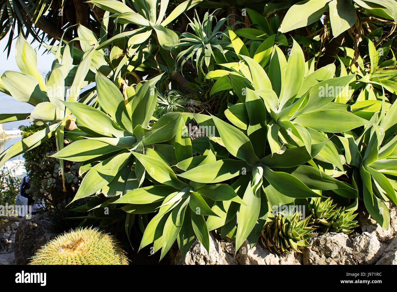 Exotic garden of Monaco, jardins exotique de Monaco: collection of ...