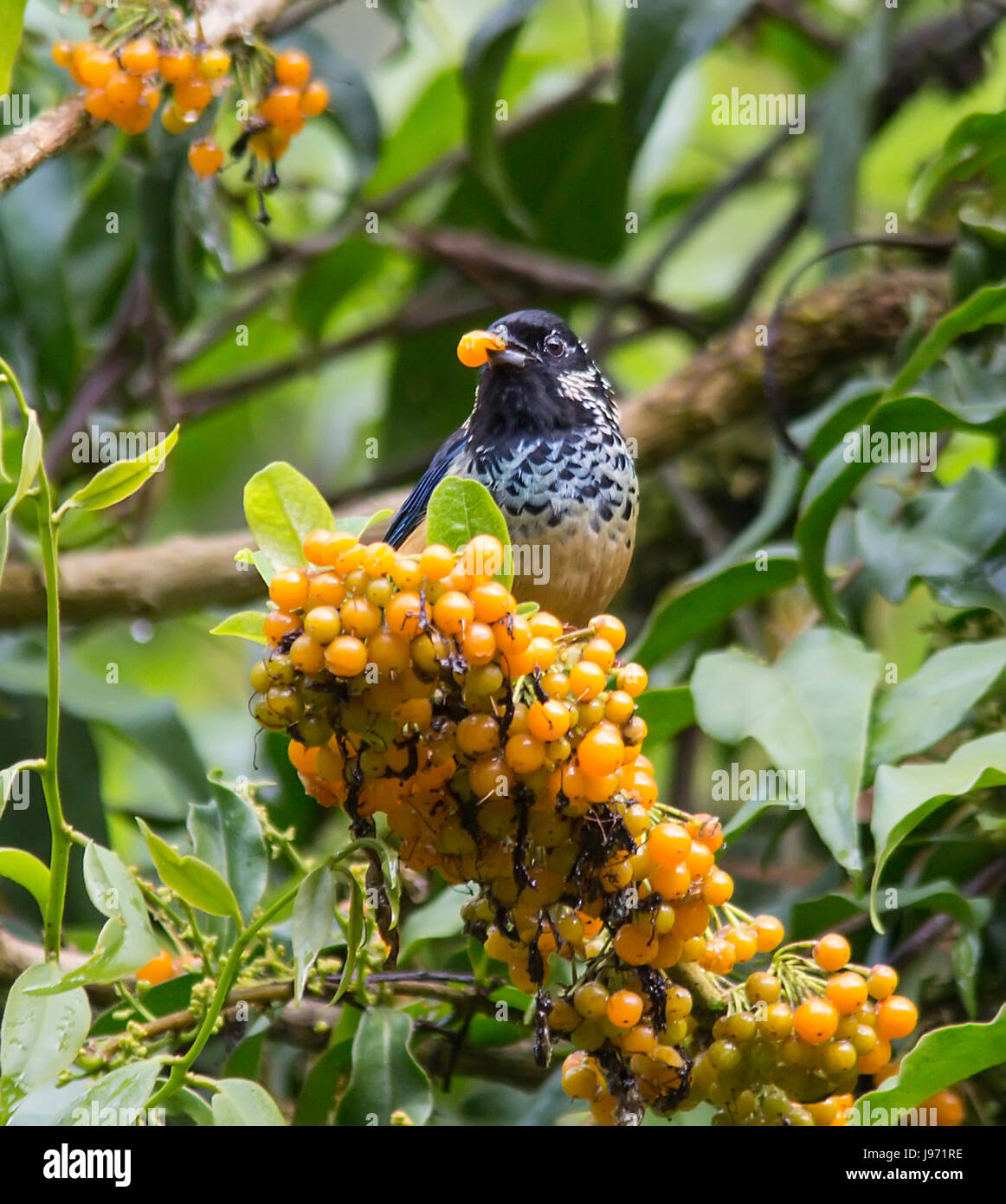 Black bird eating fruit in a tree hi-res stock photography and images - Alamy