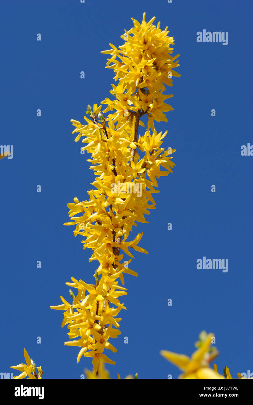 blue, tree, flower, flowers, plant, shrub, yellow, blue, tree, flower ...