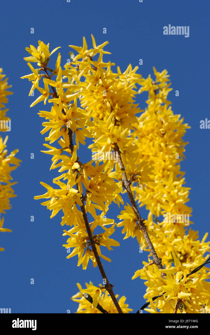 blue, tree, flower, flowers, plant, spring, shrub, yellow, blue, tree ...