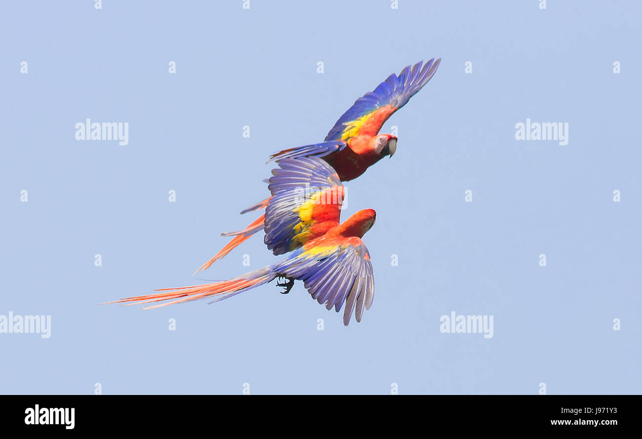 Macaws in flight hi-res stock photography and images - Alamy