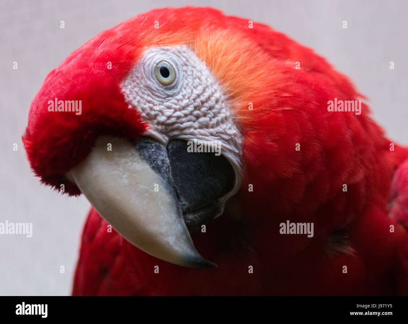 Scarlet Macaw closeup of head Stock Photo - Alamy