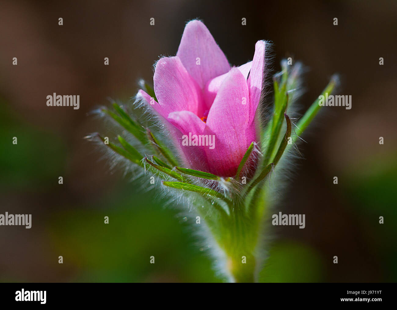 flower, plant, bloom, blossom, flourish, flourishing, anemone ...