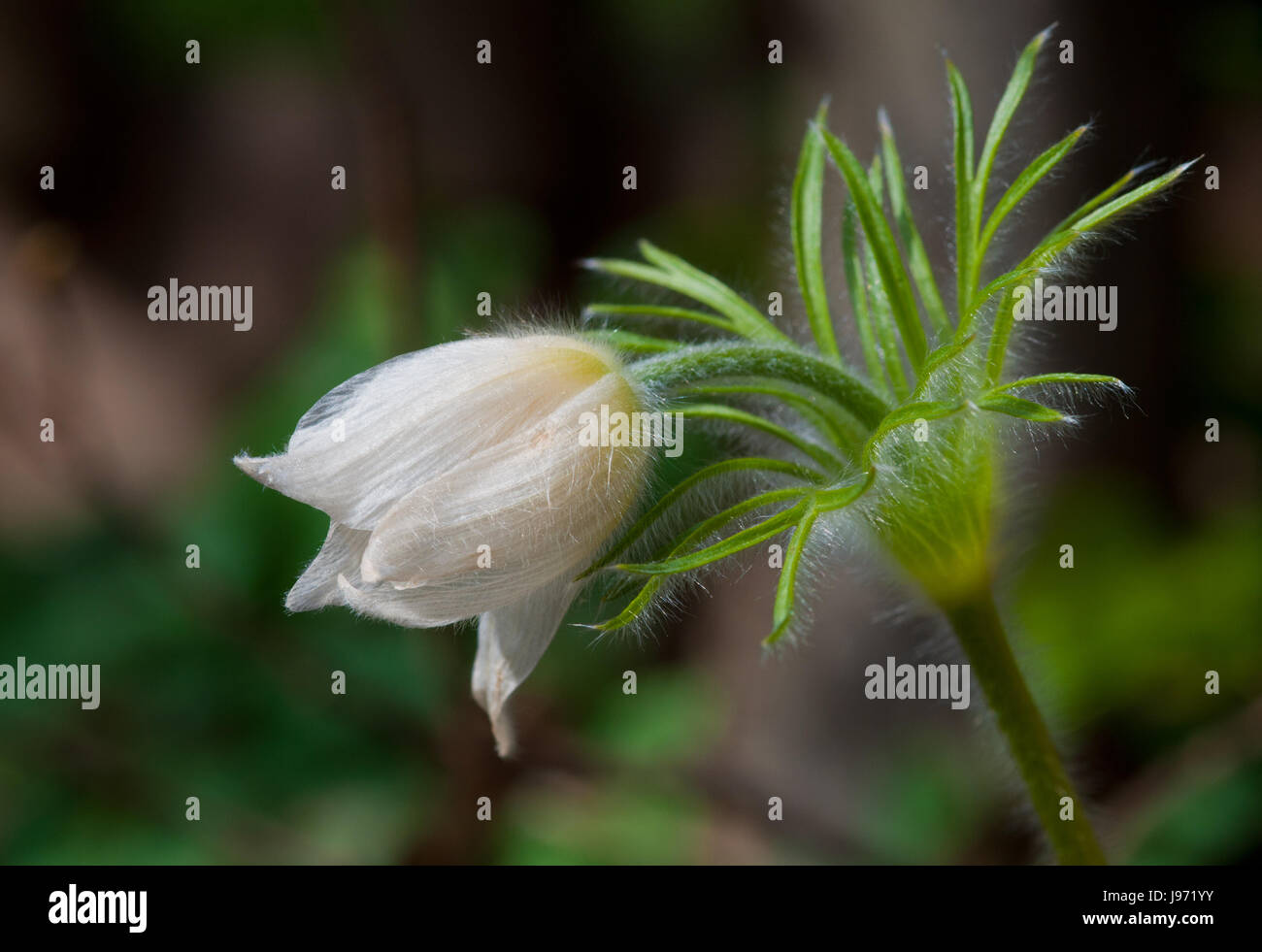 flower, plant, bloom, blossom, flourish, flourishing, anemone ...