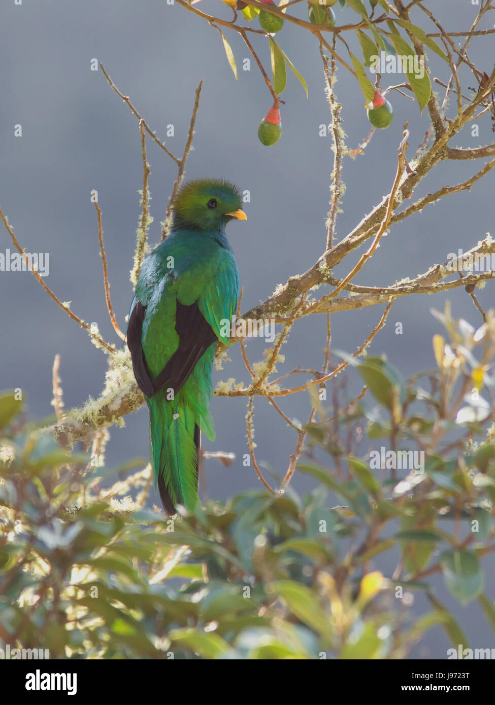 Male Resplendent Quetzal Long Tail High Resolution Stock Photography ...