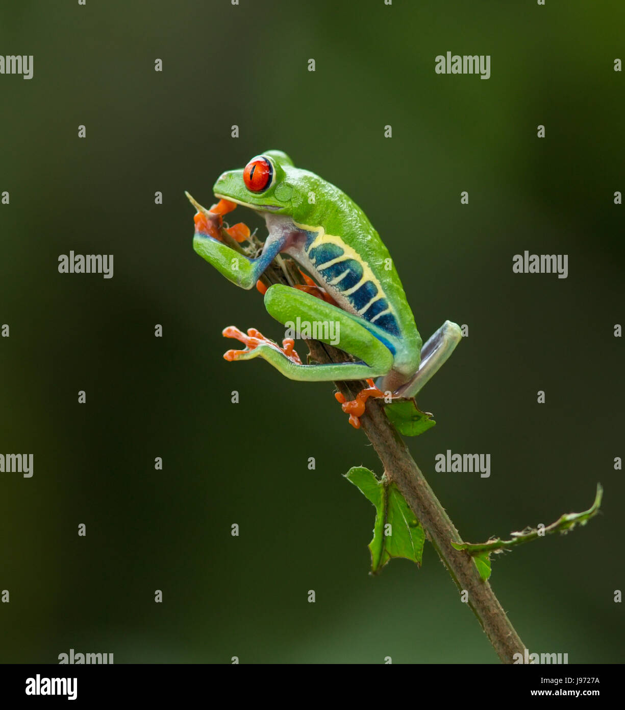 Red-eyed Tree Frog clinging to a branch Stock Photo - Alamy