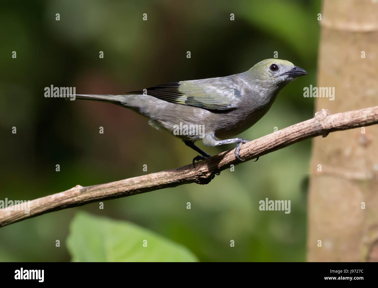 Paradise tanager hi-res stock photography and images - Alamy