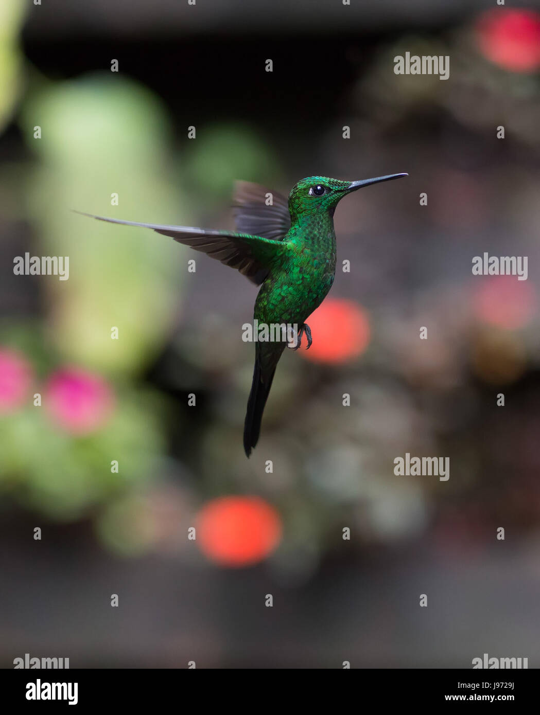 Green-crowned Brilliant Hummingbird in flight Stock Photo - Alamy